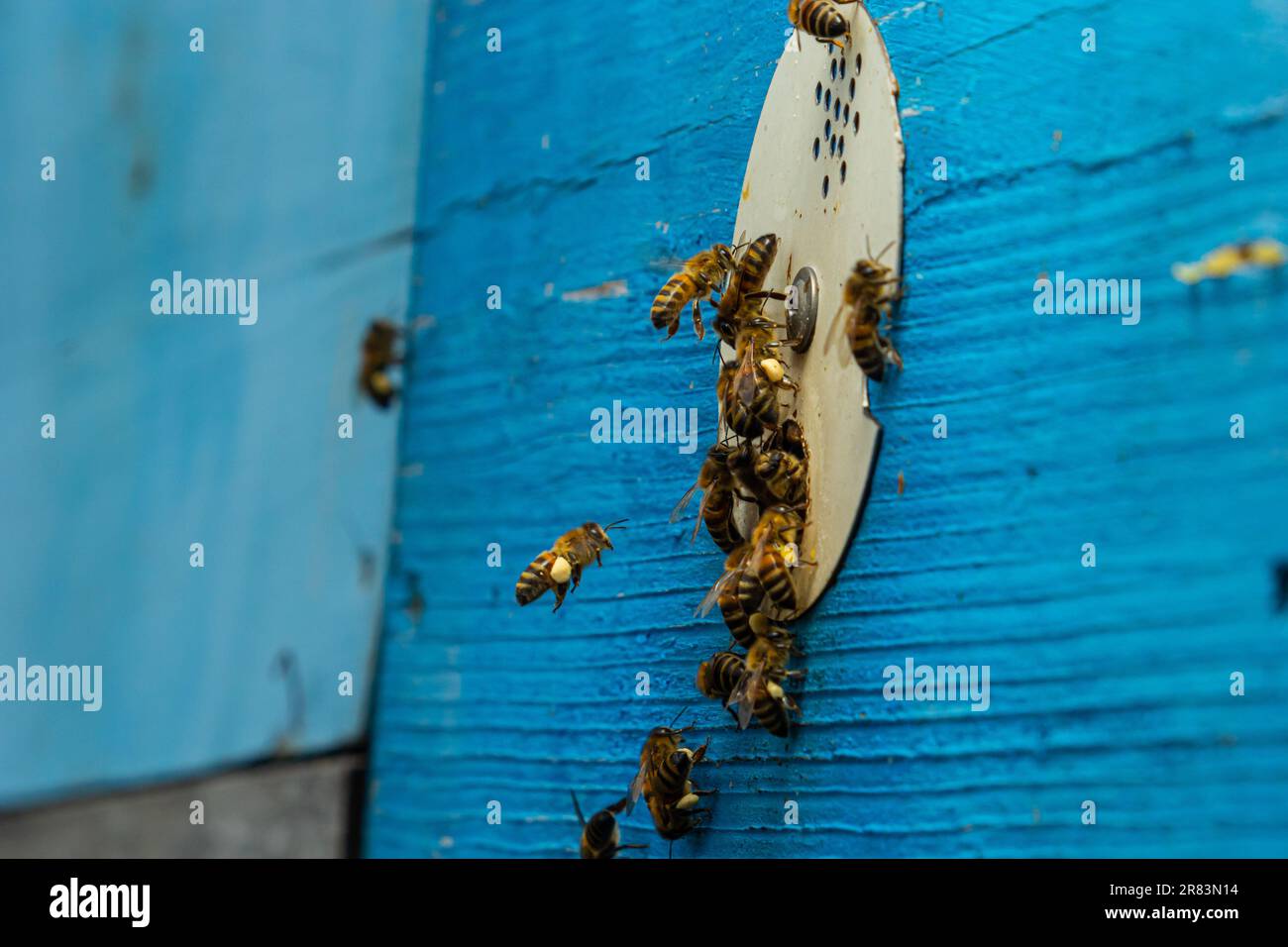 Group of bees near a beehive, in flight. Wooden beehive and bees. Bees fly out and fly into the ...