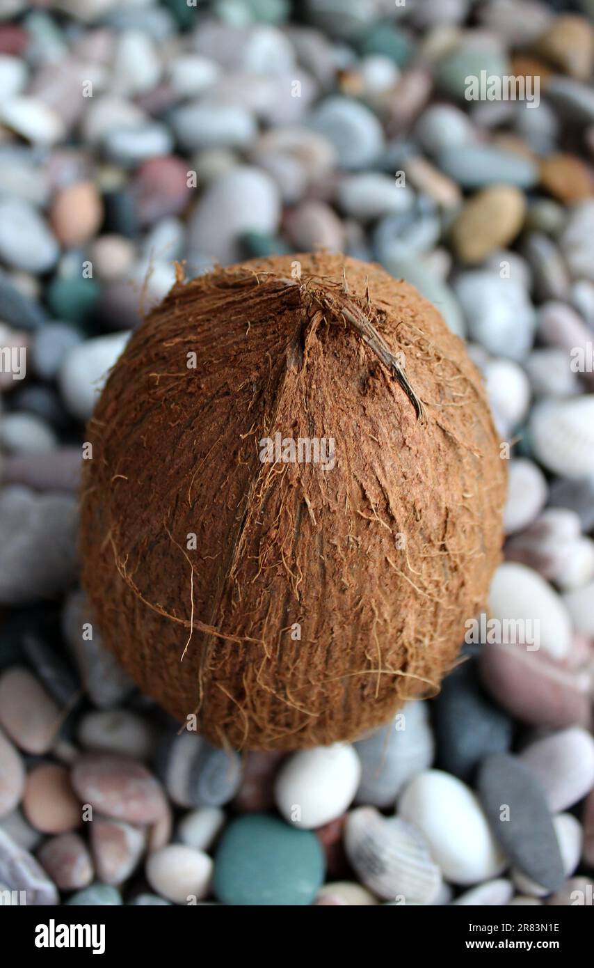 Coconut with whole shell stands upside down on sea rocks mixed with sea ...