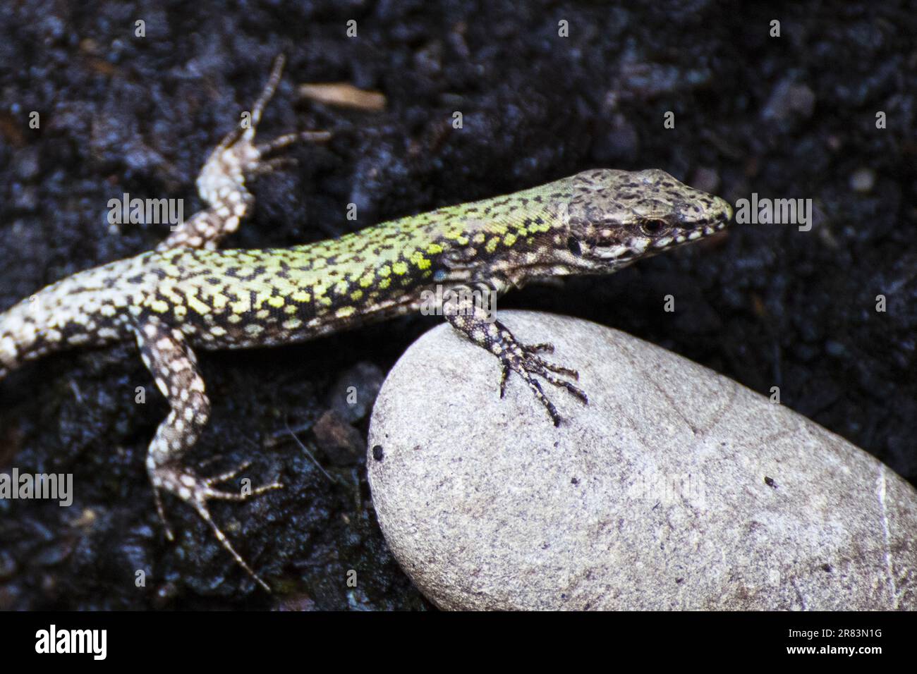 Natural lizard skin pattern hi-res stock photography and images - Alamy