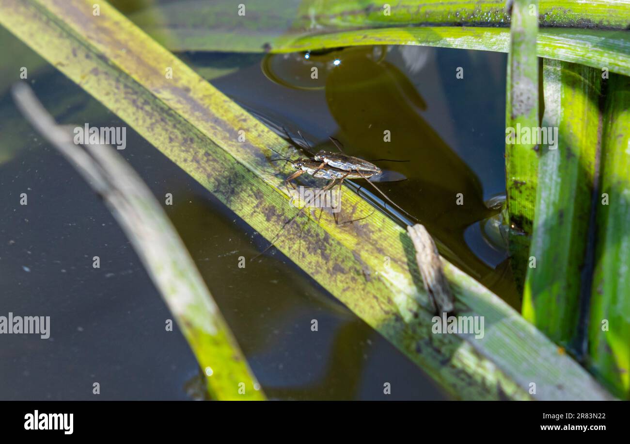 Insect Gerris lacustris, known as common pond skater or common water ...