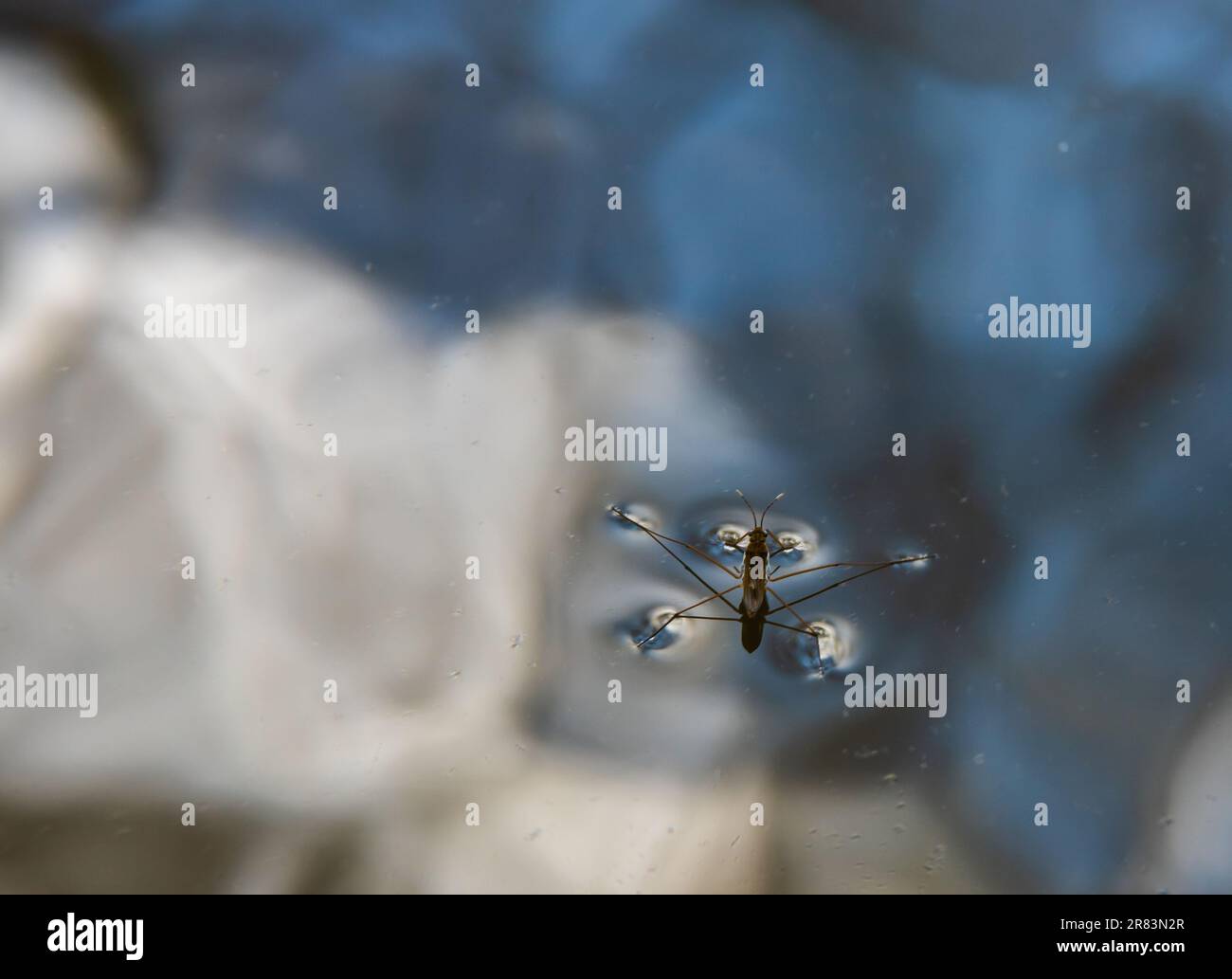 Insect Gerris lacustris, known as common pond skater or common water ...
