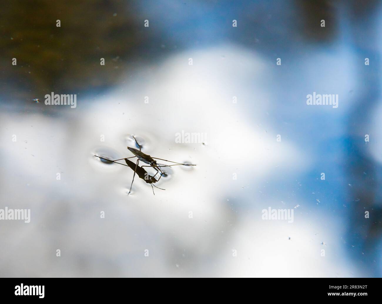 Common water strider hi-res stock photography and images - Alamy