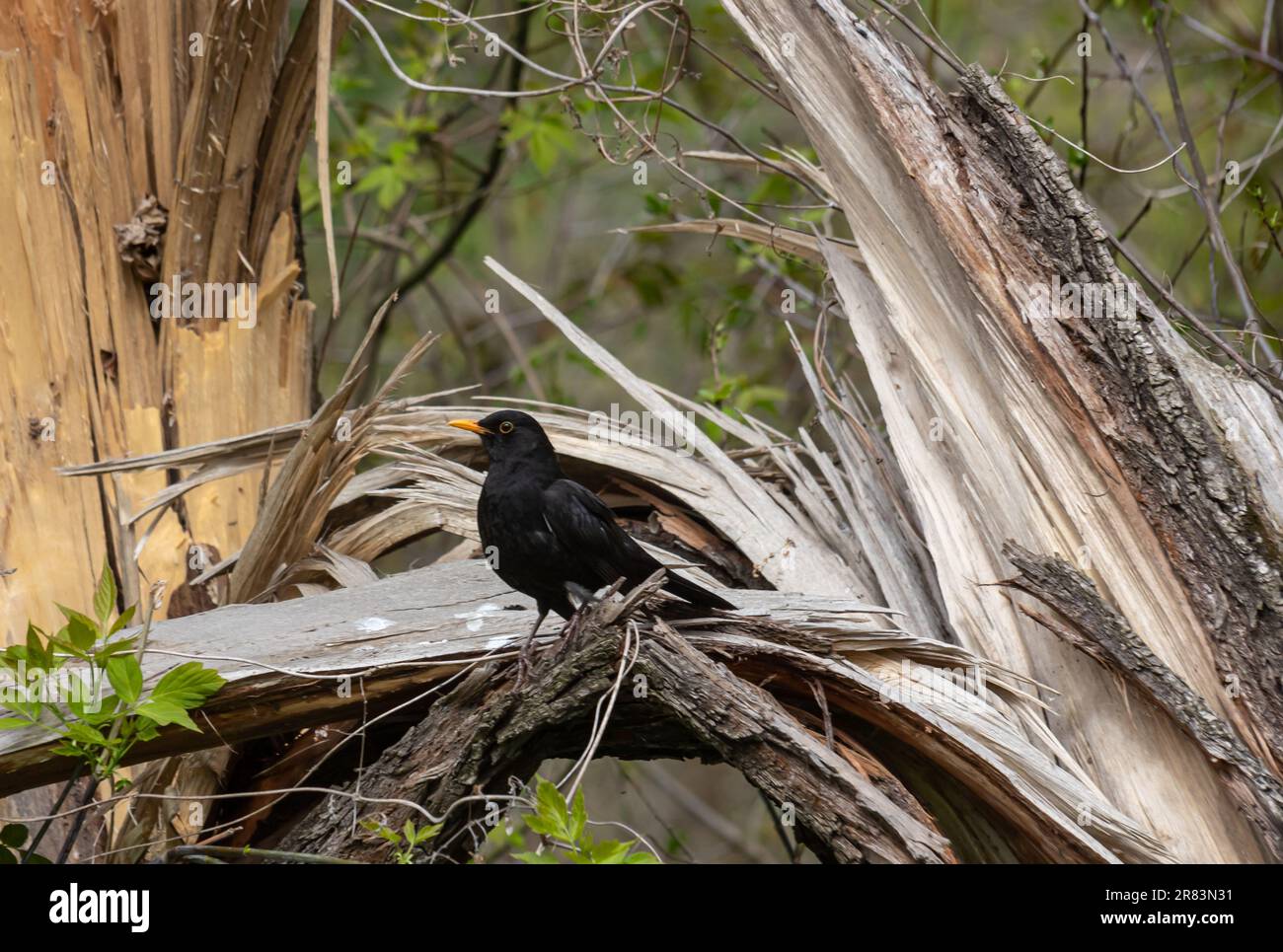 The common blackbird Turdus merula is a relatively large and long ...