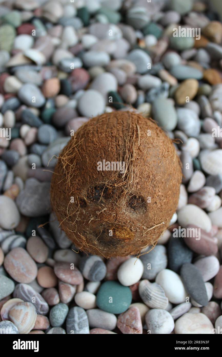 Spots on a top part of whole coconut on a blurred sea rocks background ...