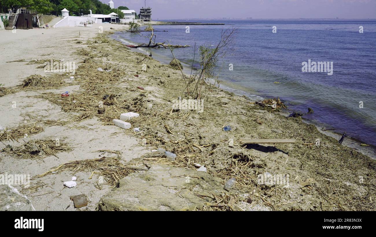 Trees with floating debris has reached Black Sea coastal zone in Odessa ...