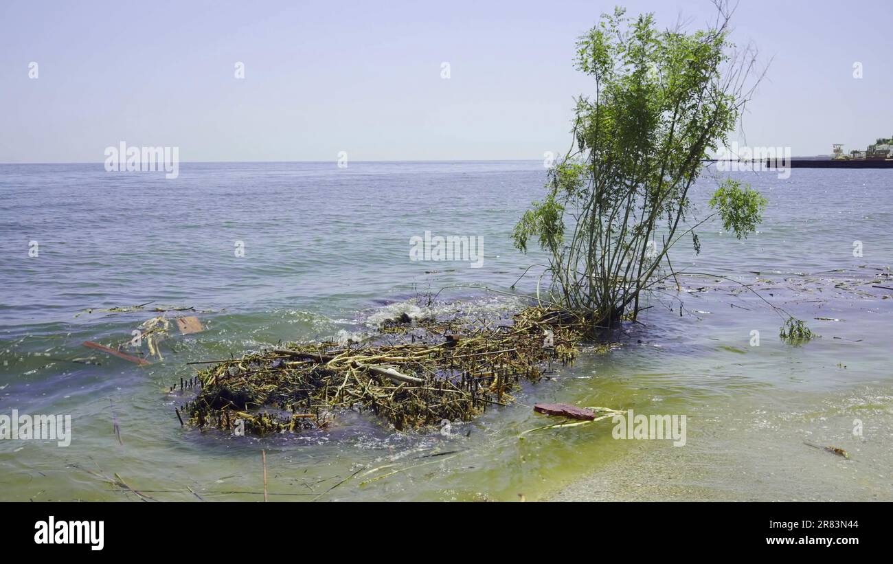 Trees with floating debris has reached Black Sea coastal zone in Odessa ...