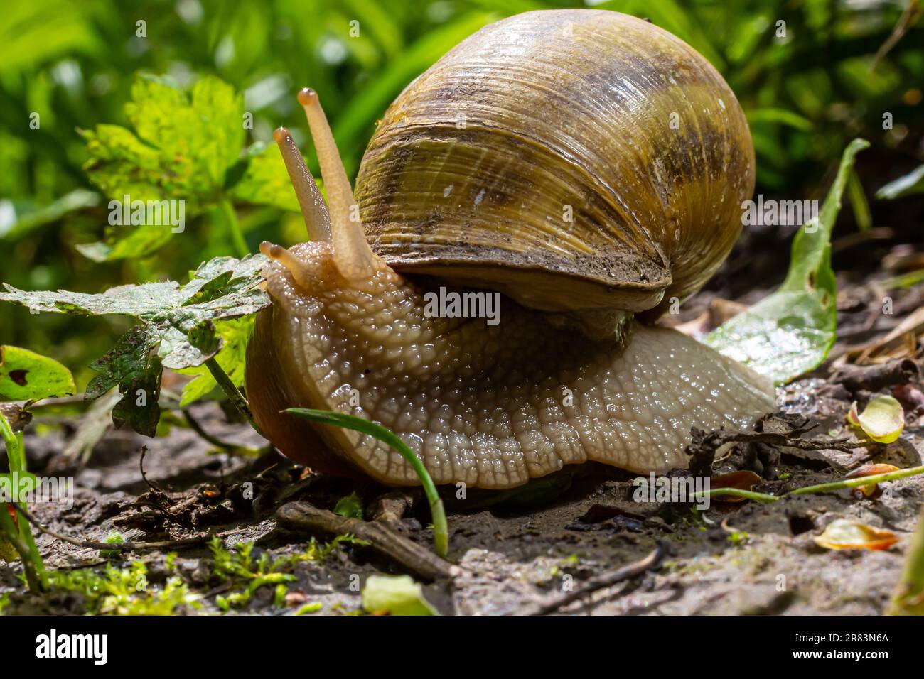 Helix pomatia also Roman snail, Burgundy snail, edible snail or ...