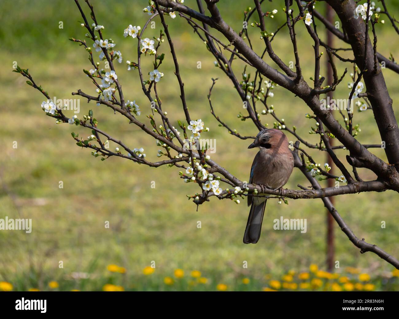 Birds on flowering branch hi-res stock photography and images - Alamy