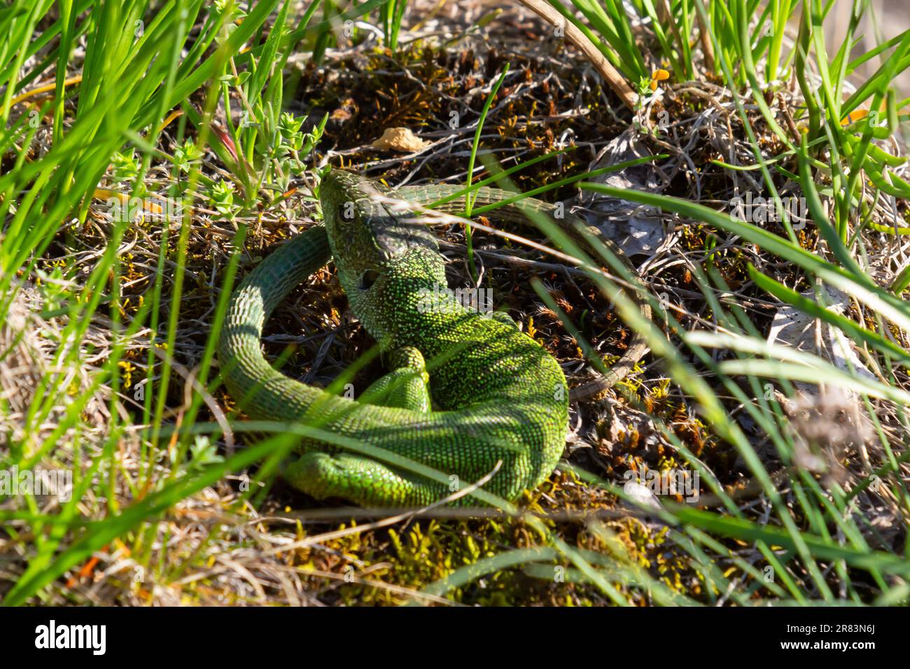 European green lizard Lacerta viridis emerging from the grass exposing ...