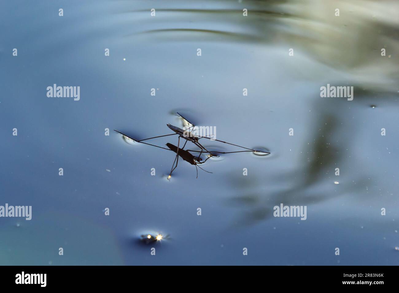 Common water strider hi-res stock photography and images - Alamy