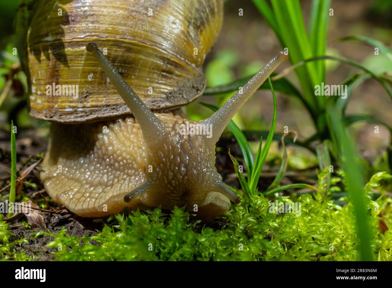 Helix pomatia also Roman snail, Burgundy snail, edible snail or ...