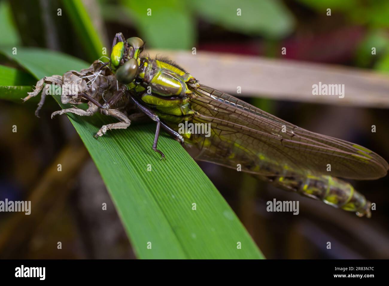 Larval dragonfly grey shell. Nymphal exuvia of Gomphus vulgatissimus ...