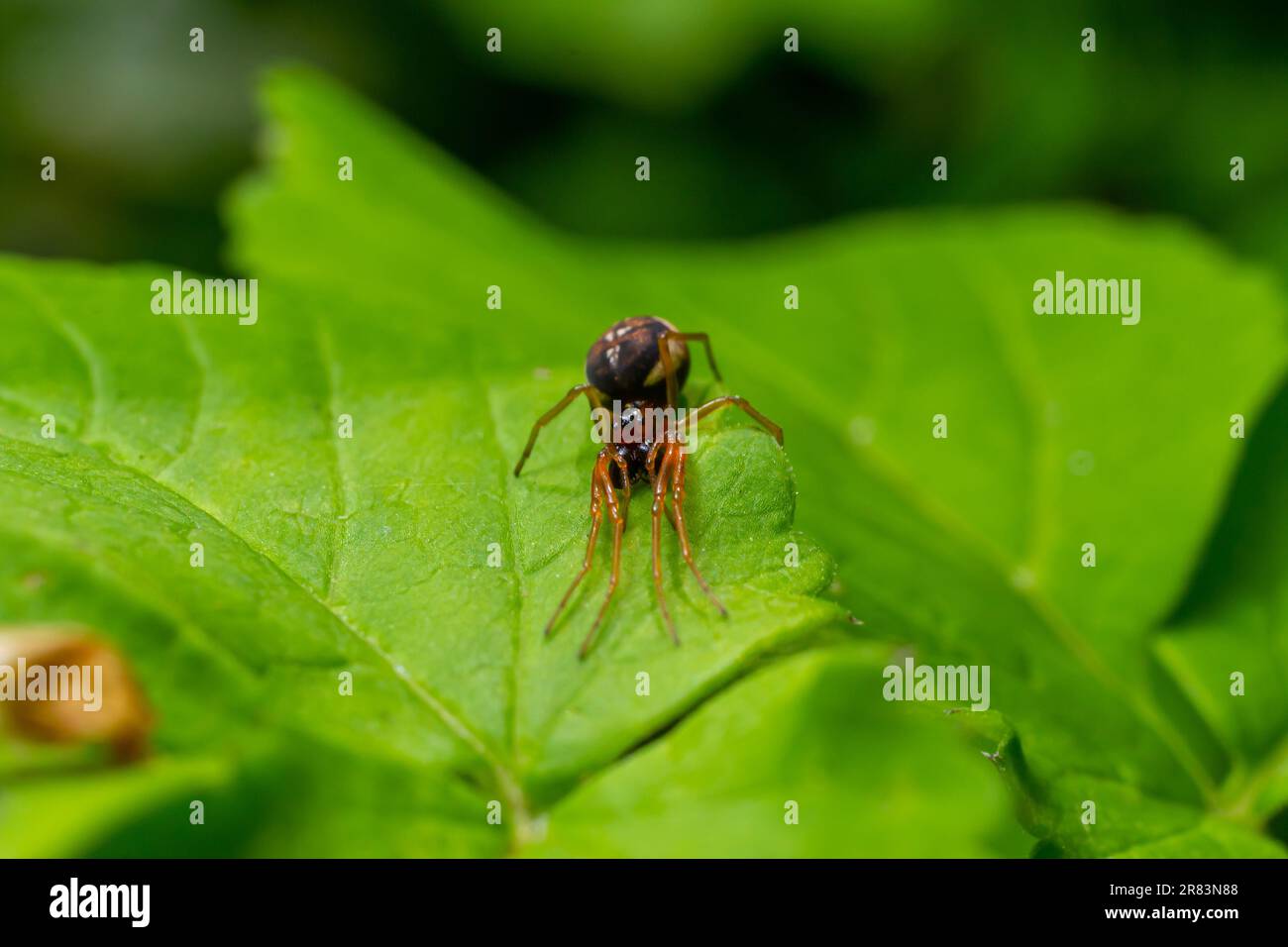 Macro shot jumping spider hi-res stock photography and images - Alamy
