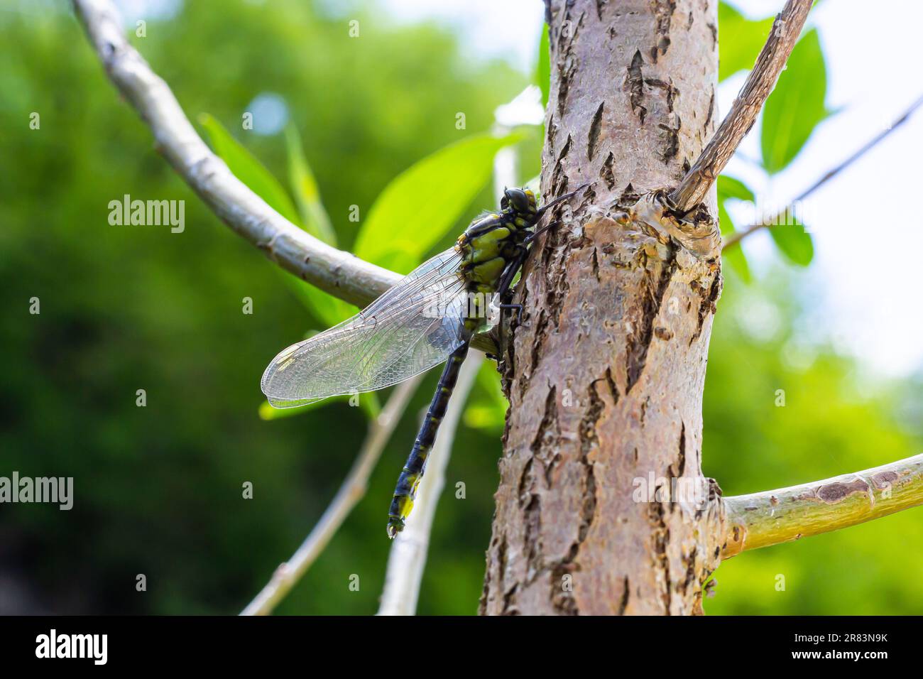 Larval dragonfly grey shell. Nymphal exuvia of Gomphus vulgatissimus ...