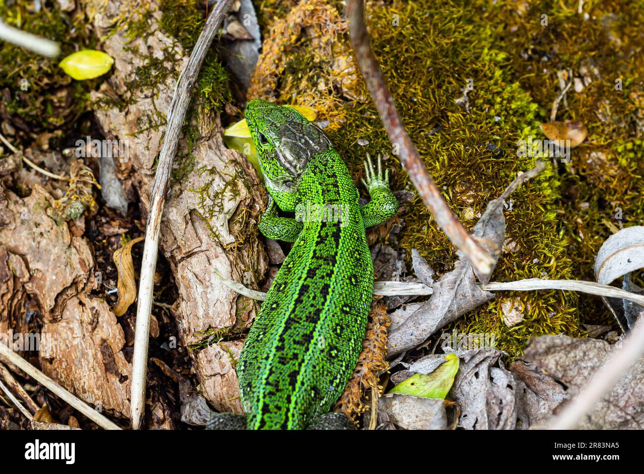 European green lizard Lacerta viridis emerging from the grass exposing ...