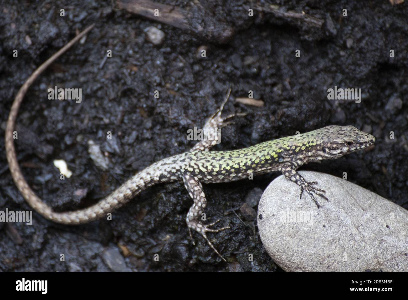 Lizard skin pattern hi-res stock photography and images - Alamy