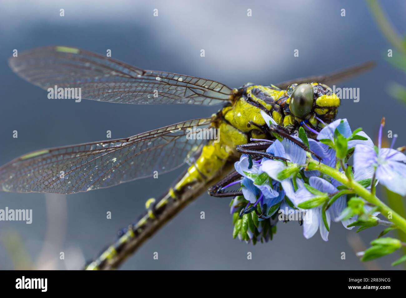 Dragonfly, Gompha vulgaris Gomphus vulgatissimus on the plant by lake ...
