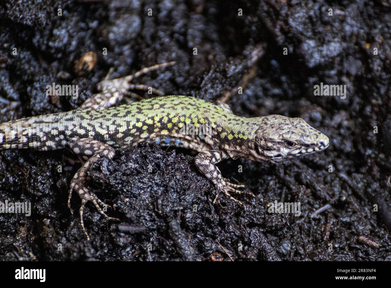 Natural lizard skin pattern hi-res stock photography and images - Alamy