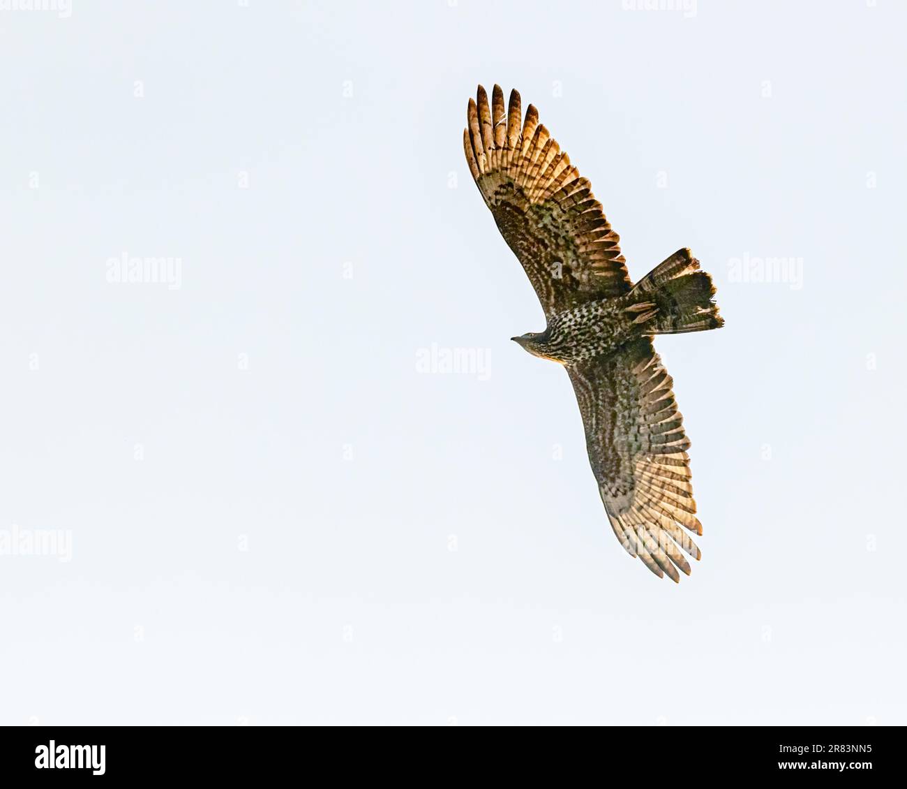 A Honey Buzzard in flight over wet land Stock Photo - Alamy