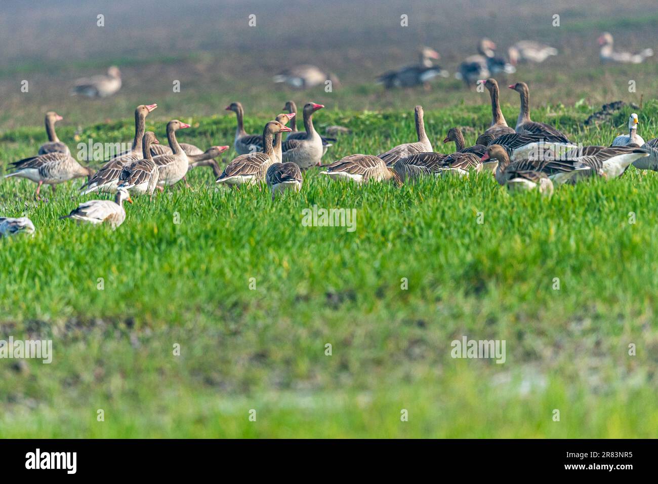 White headed duck land hi-res stock photography and images - Alamy