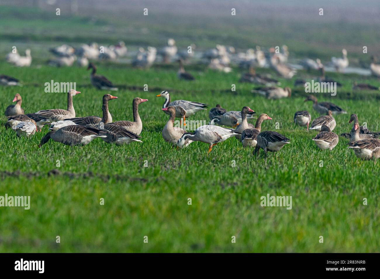 Beautiful sunrise scene bill in hi-res stock photography and images - Alamy