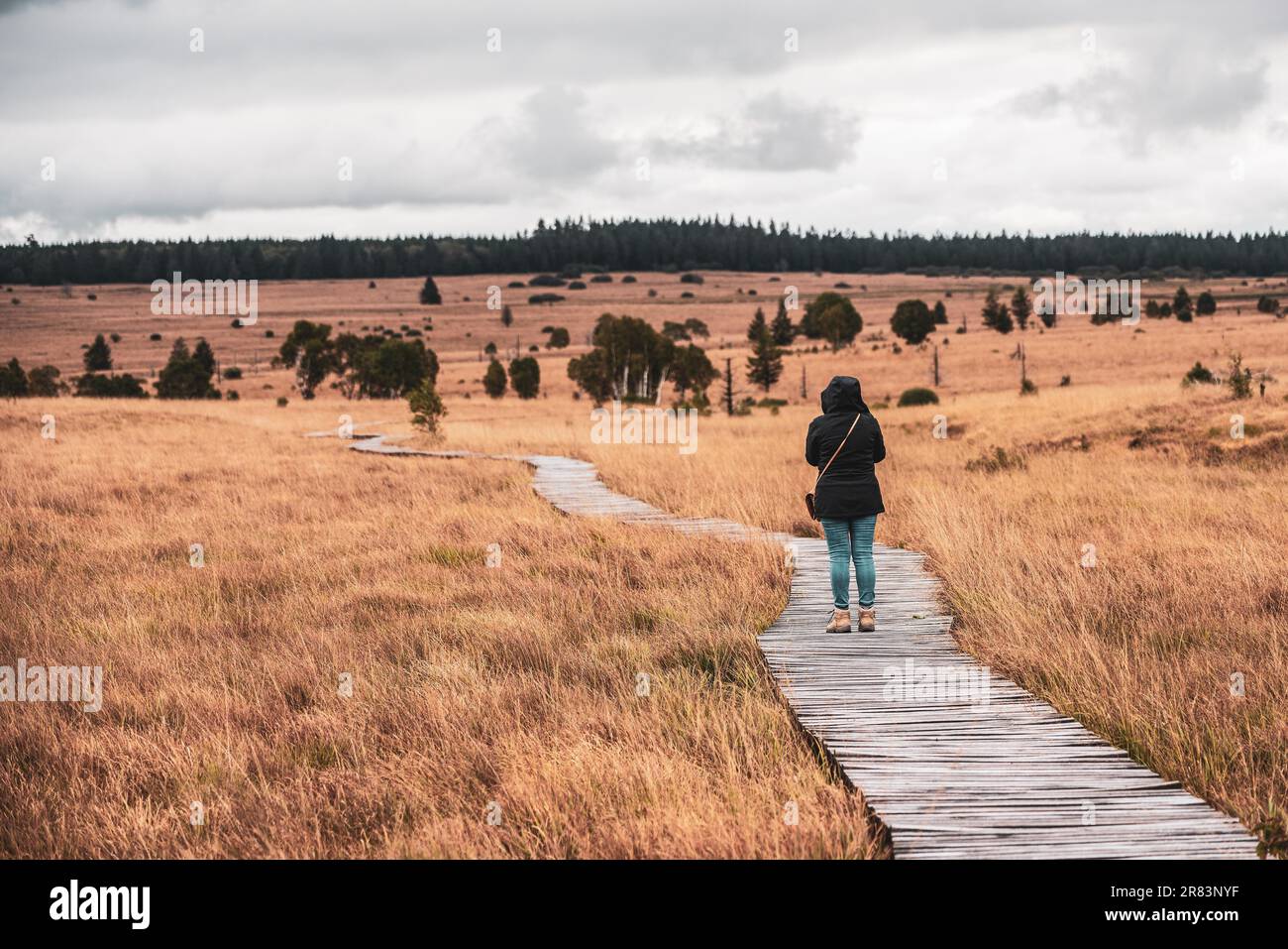 Landscape in the High Fens Nature Park in the Eifel, Belgium. Hike in ...