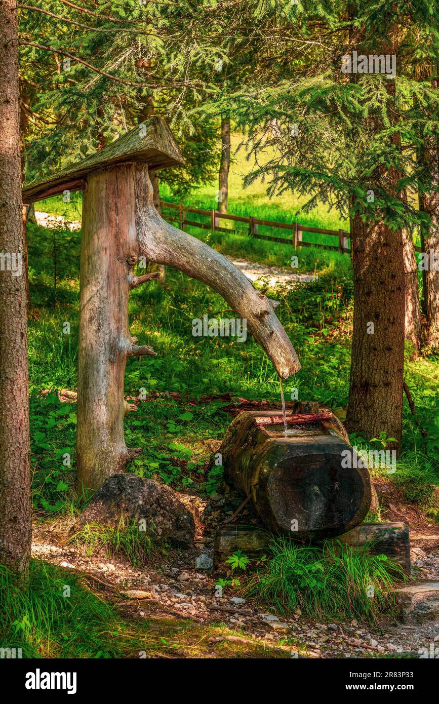 Natural drinking water from forest spring in the Dolomites, Italy Stock ...