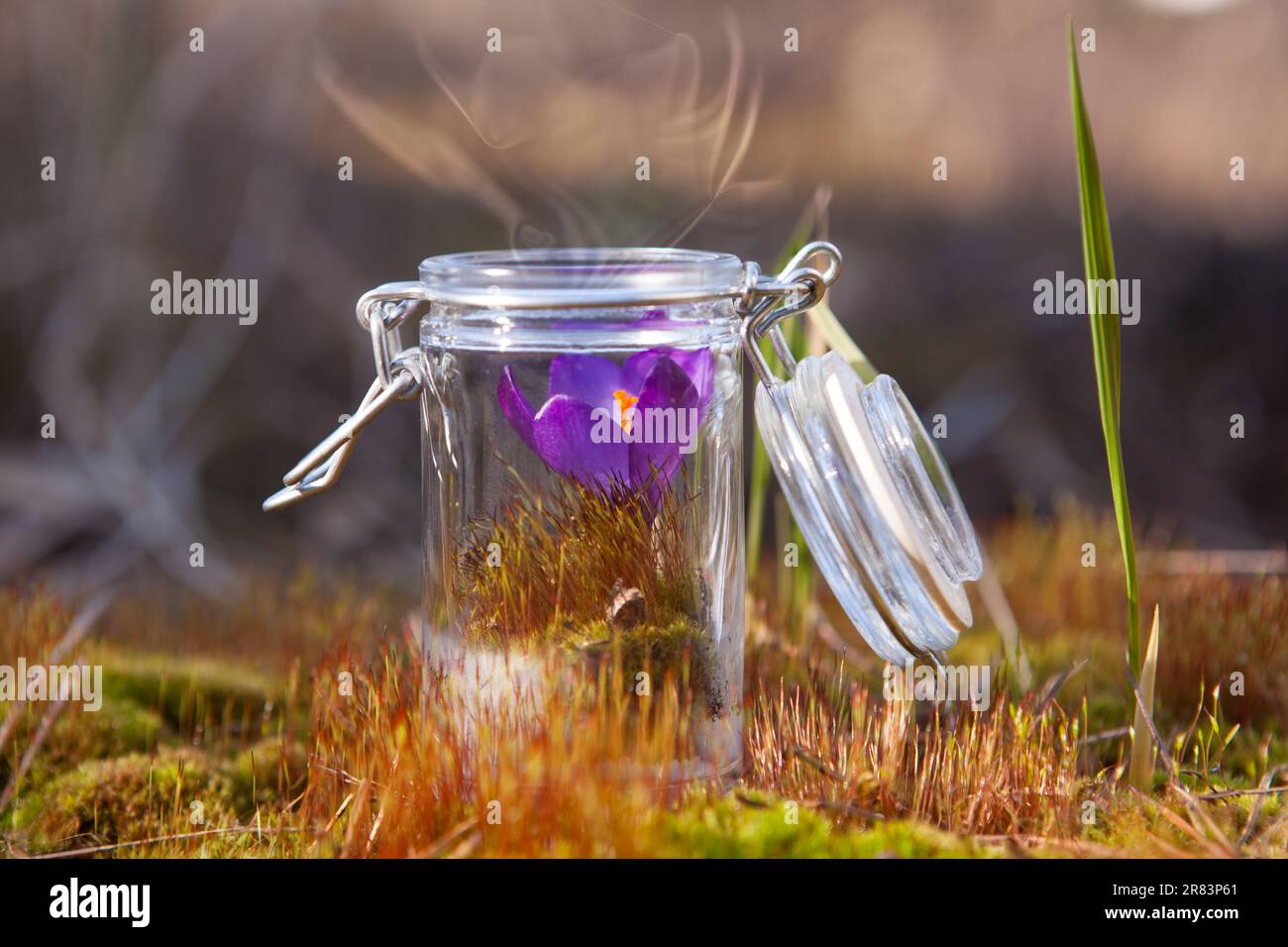 Bach flower remedies. Alternative medicine, flower in a bottle ...