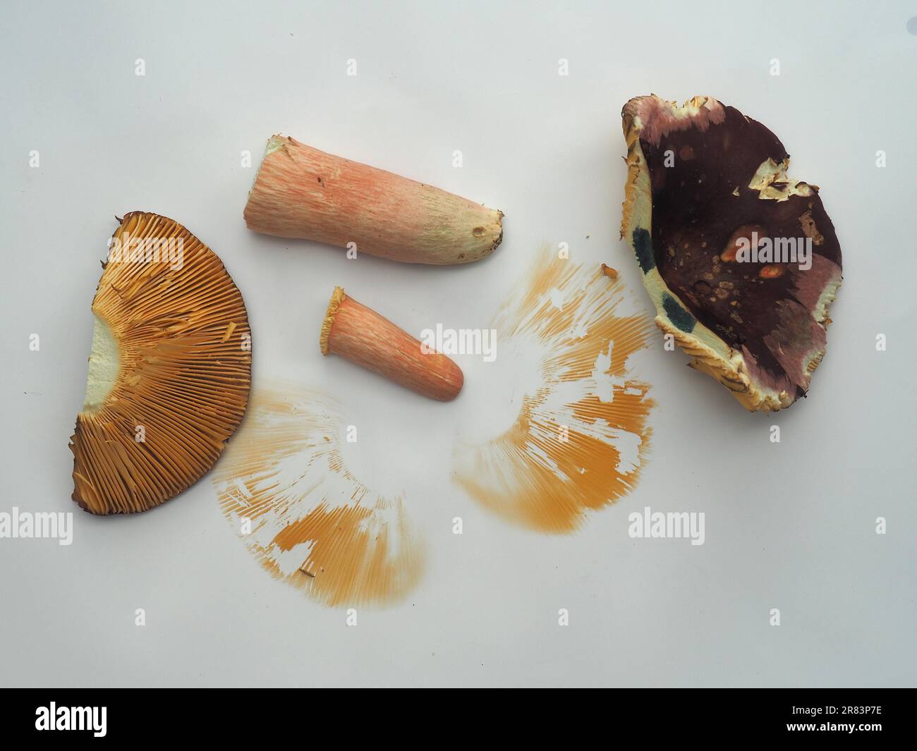 Mushroom identification with spore sample and reagent (guaiac), red ...