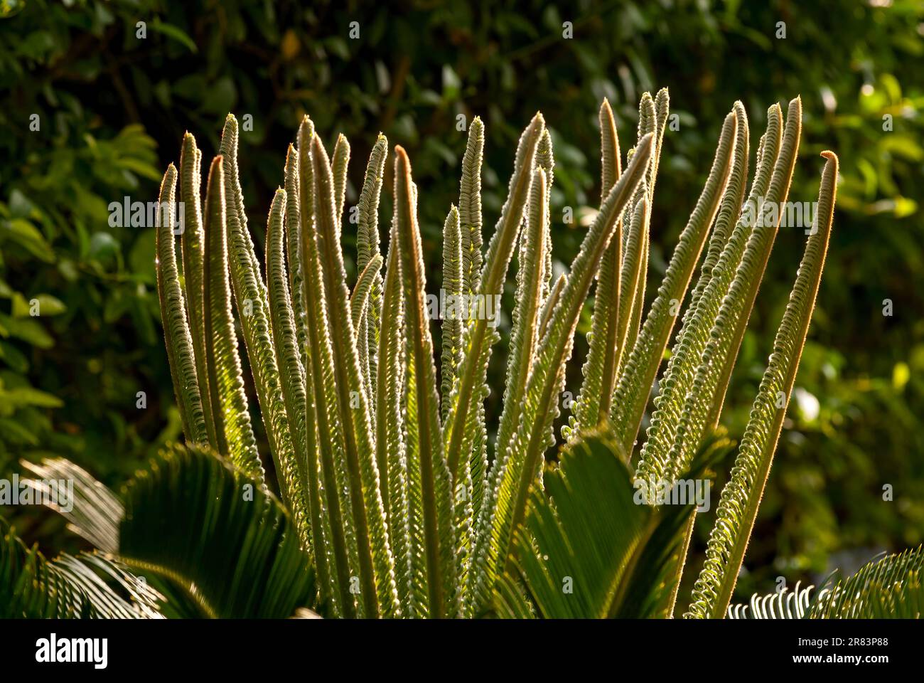 King sago palm sago palm sago cycad (Cycas revoluta) at Coimbatore ...