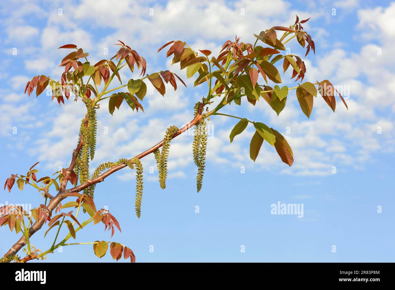 Common Walnut tree, branch with male catkins, Provence, Southern France ...