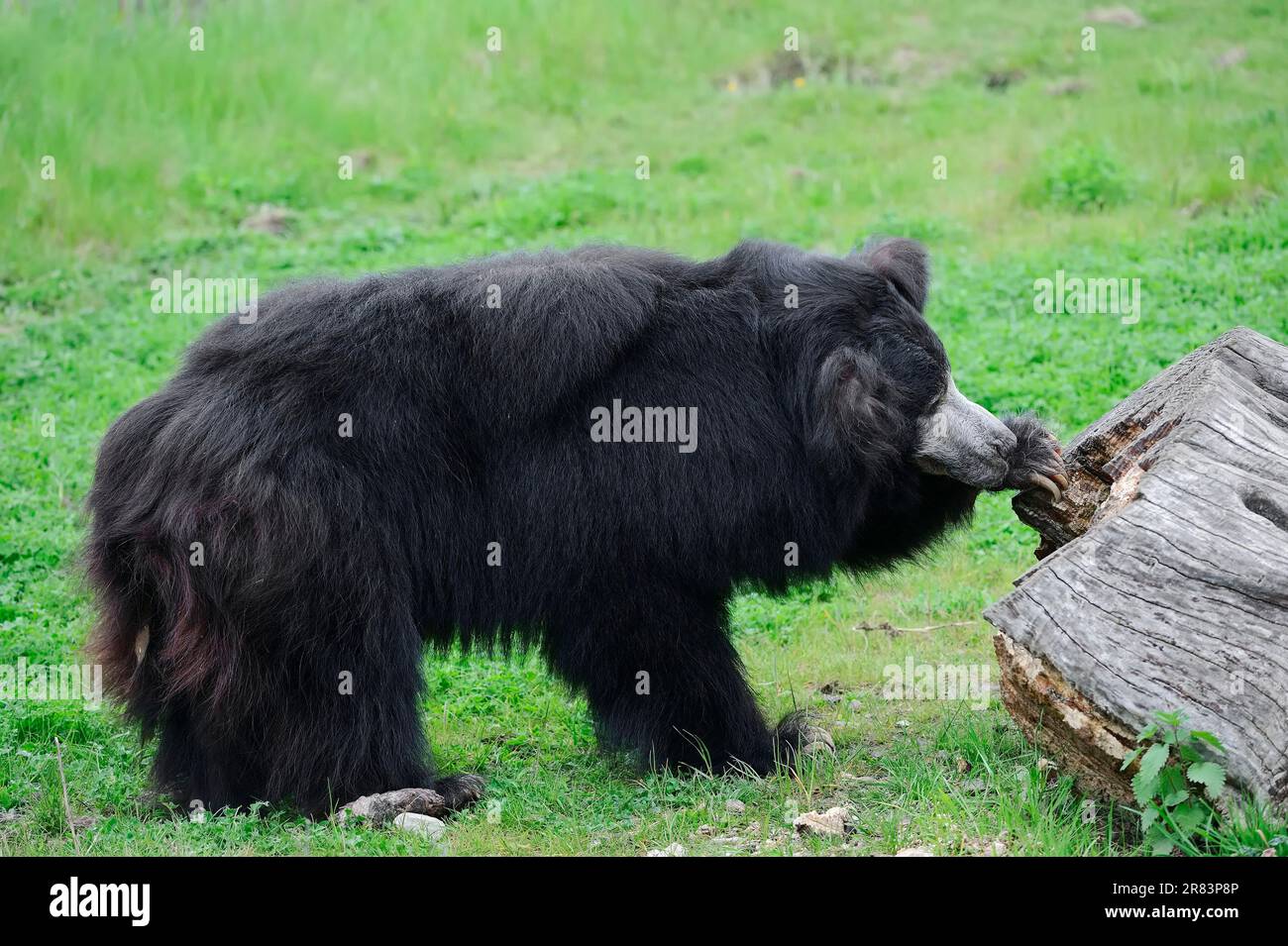 Sloth bear (Melursus ursinus) (Ursus ursinus Stock Photo - Alamy