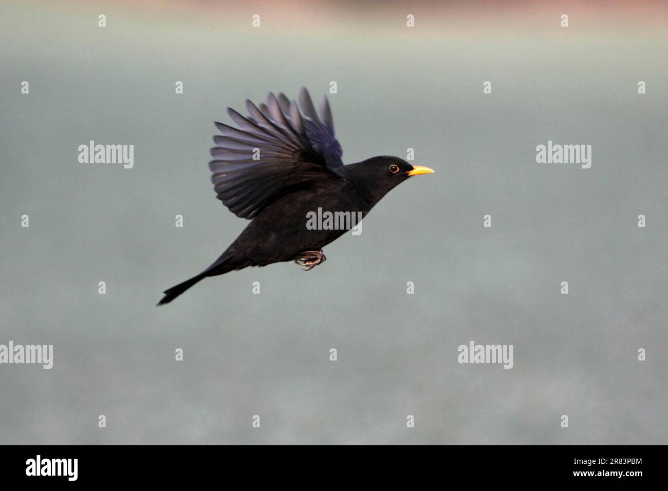 Male blackbird in flight hi-res stock photography and images - Alamy