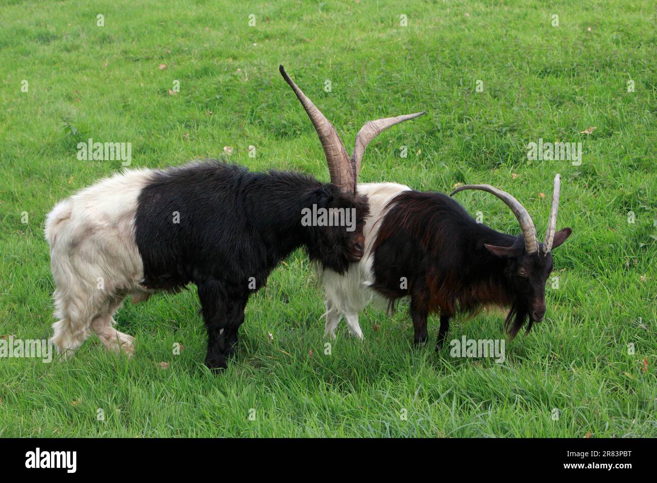 Goat pair hi-res stock photography and images - Alamy