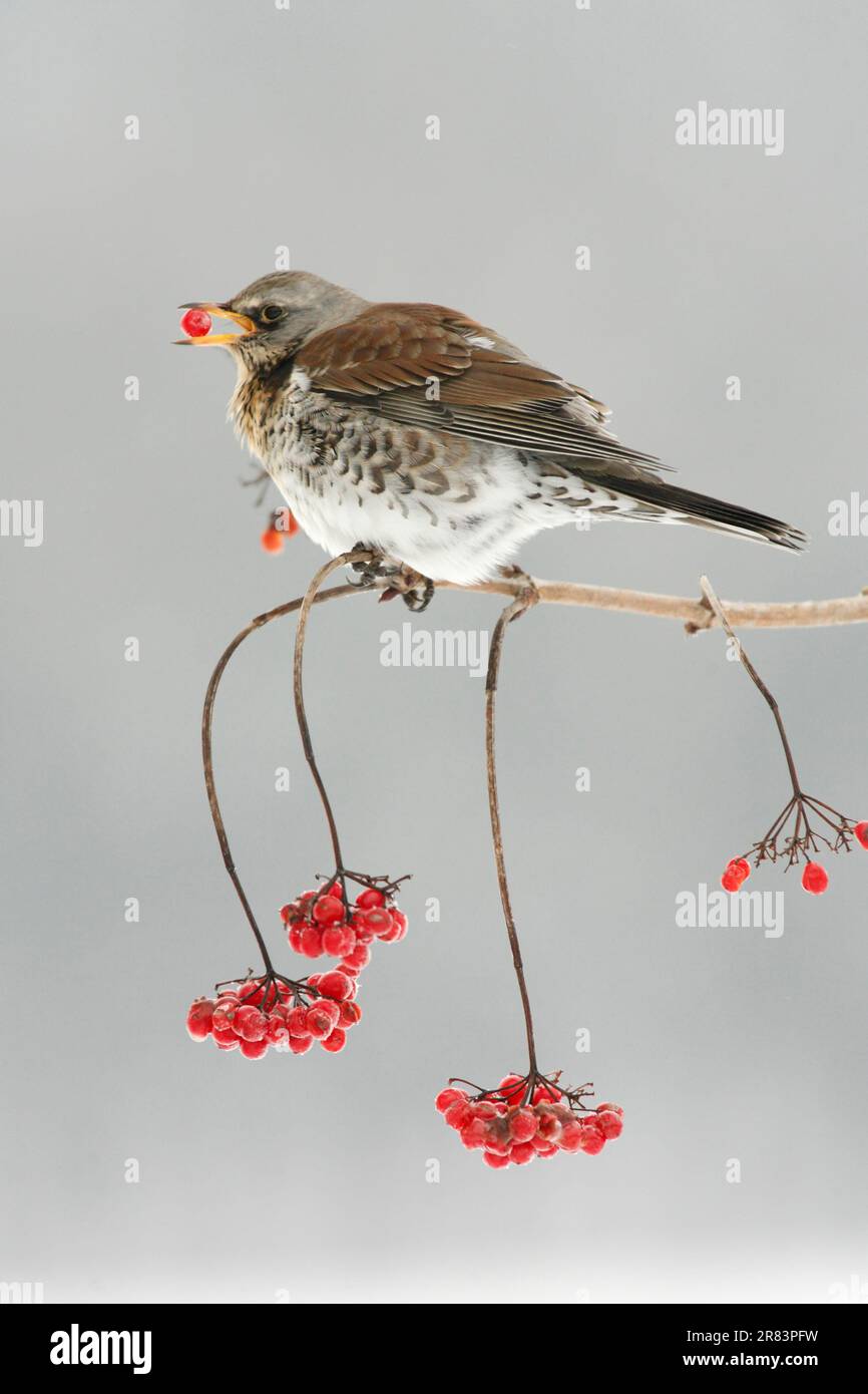 Fieldfare (Turdus pilaris) picking Common Snowball berries, Germany ...