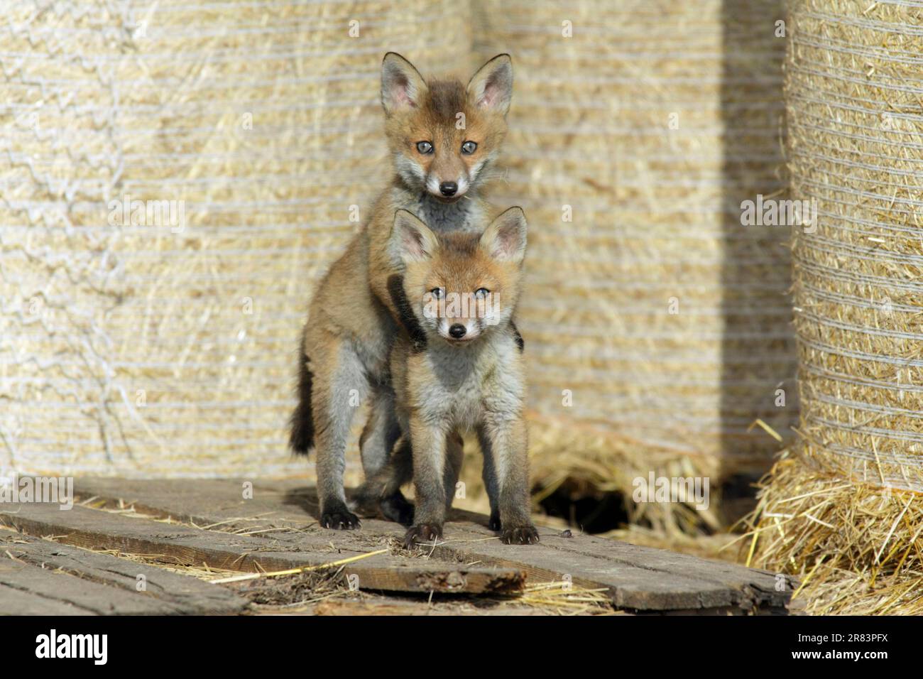 Red foxes (Vulpes vulpes), young, Germany Stock Photo - Alamy