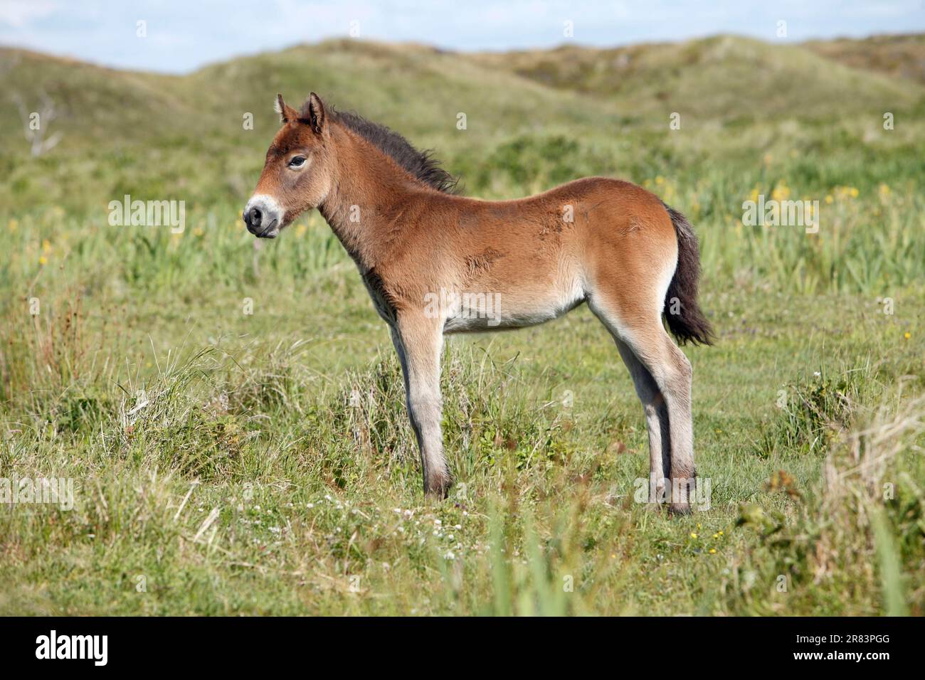 Exmoor pony, foal, sideways Stock Photo - Alamy