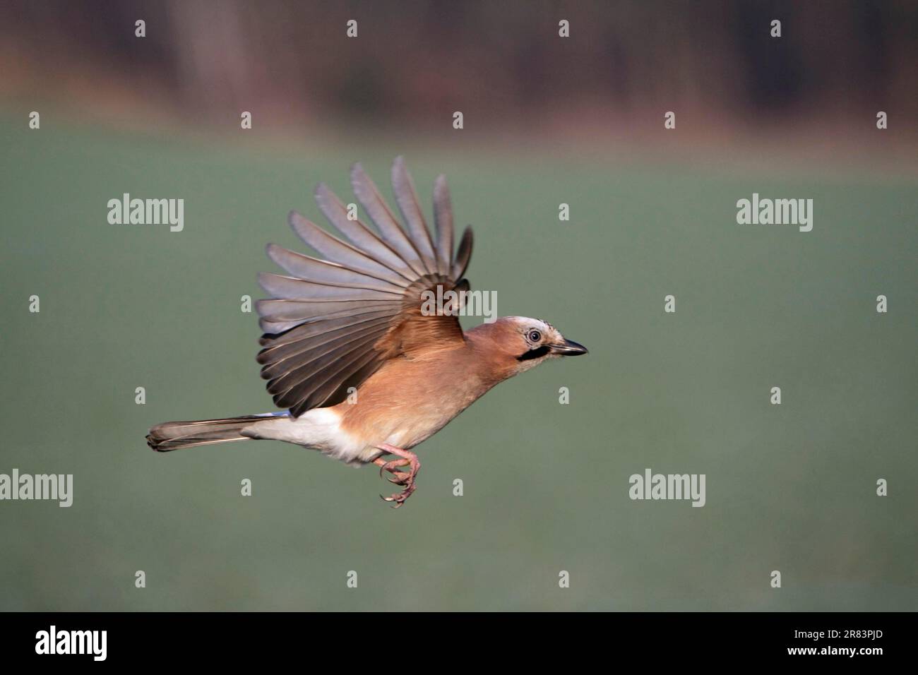 Garrulus glandarius spread wings hi-res stock photography and images - Alamy
