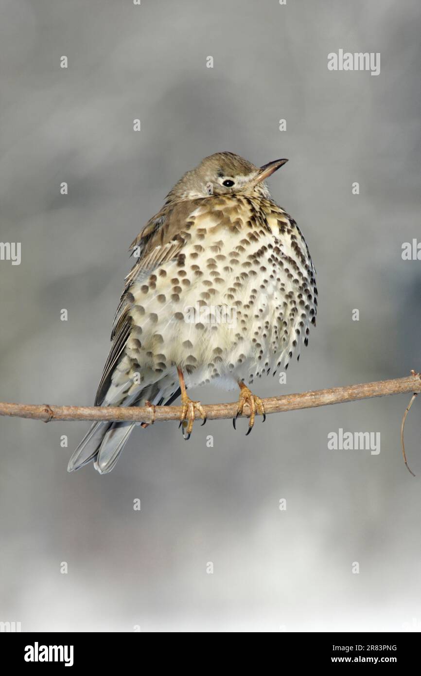 Thrush behavior hi-res stock photography and images - Alamy