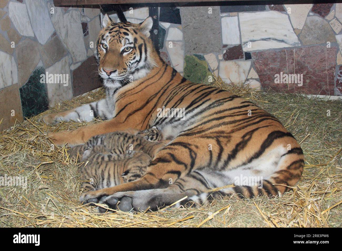 Male female siberian tiger panthera hi-res stock photography and images ...