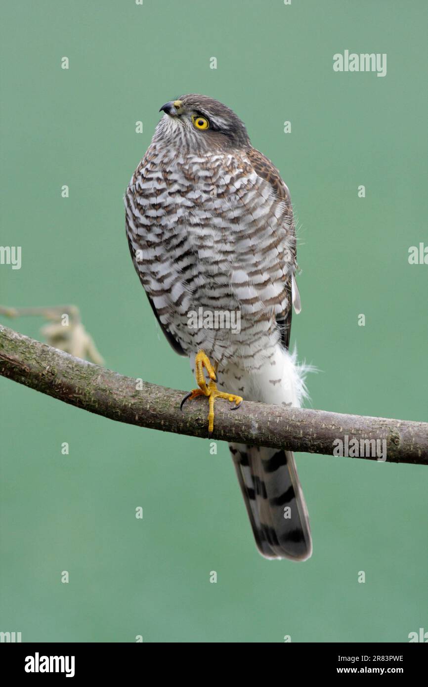 Sparrow front view bird hi-res stock photography and images - Alamy