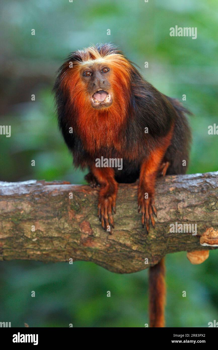 Golden-headed Tamarin (Leonthopithecus rosalia chrysomelas Stock Photo ...