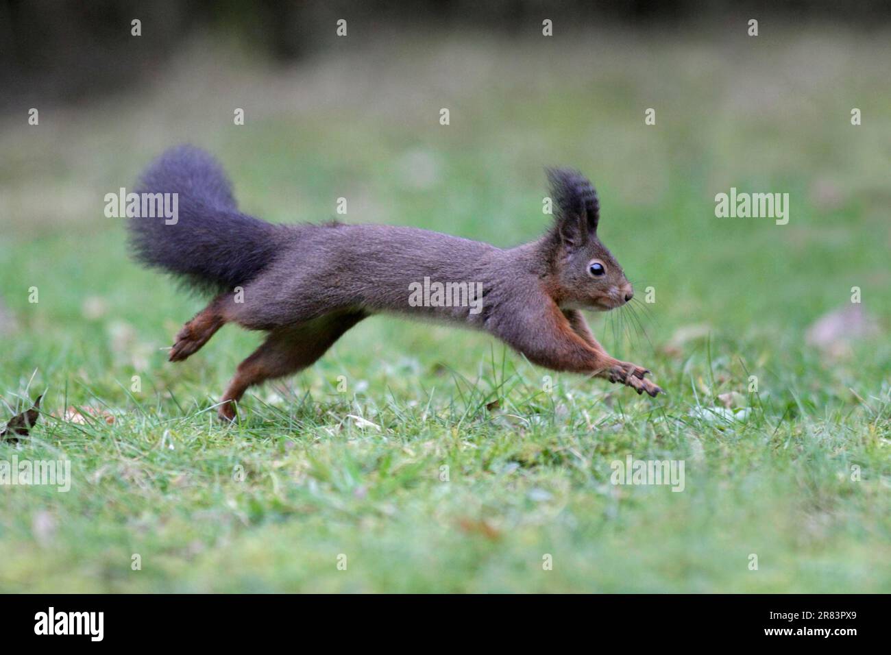Squirrel (Sciurus vulgaris), Germany Stock Photo - Alamy