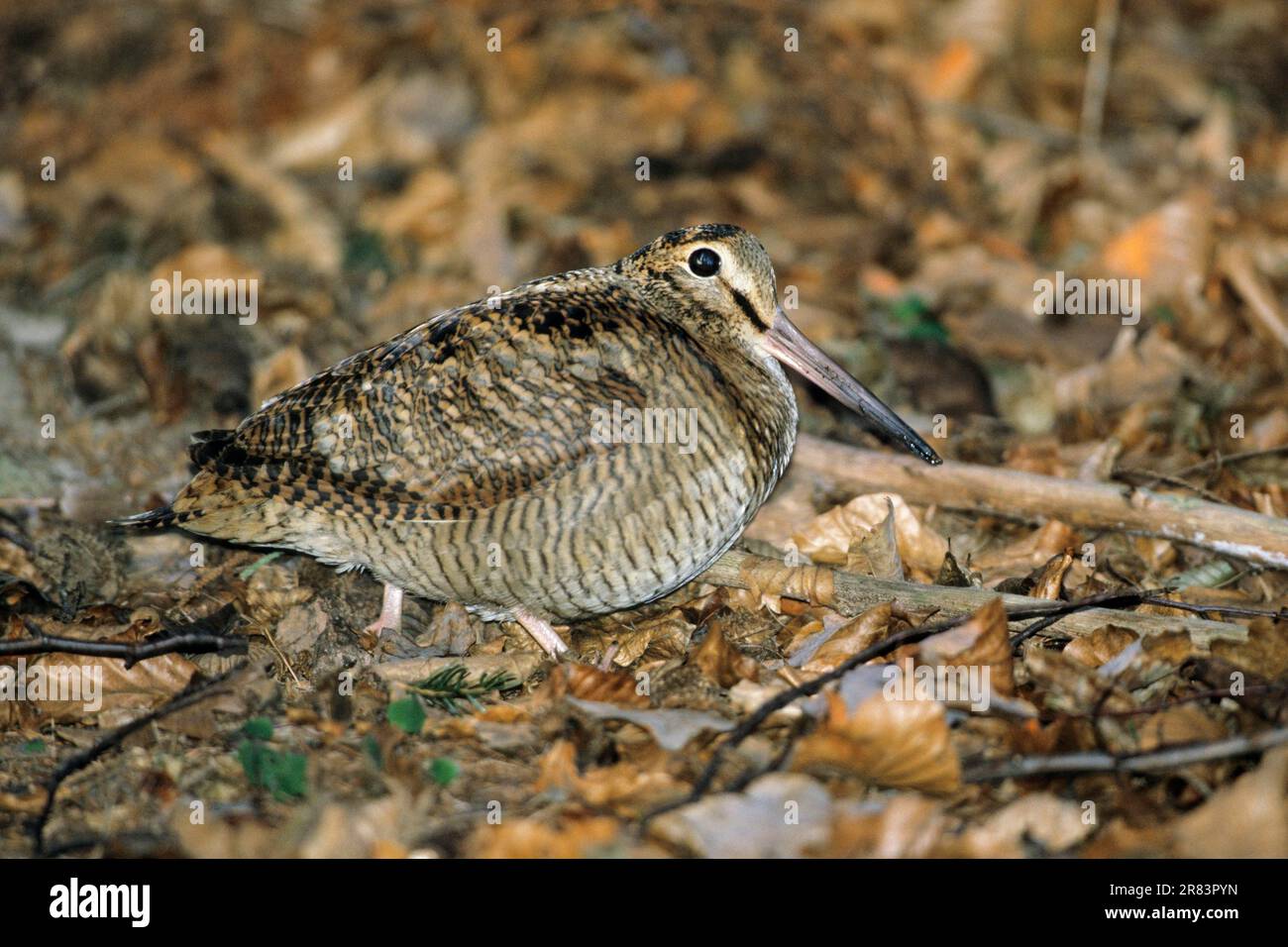 Eurasian Woodcock (Scolopax rusticola), Germany Stock Photo - Alamy