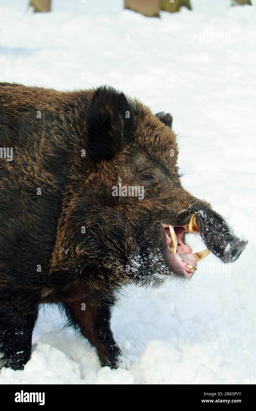 Boar teeth hi-res stock photography and images - Alamy