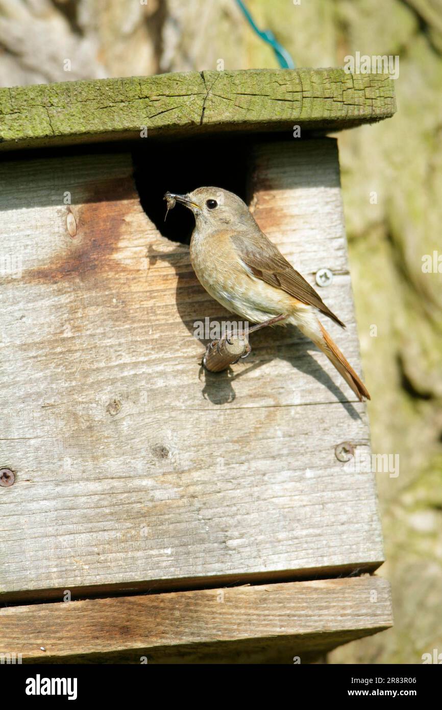 Redstart (Phoenicurus phoenicurus), female at nestbox, with food, Lower ...