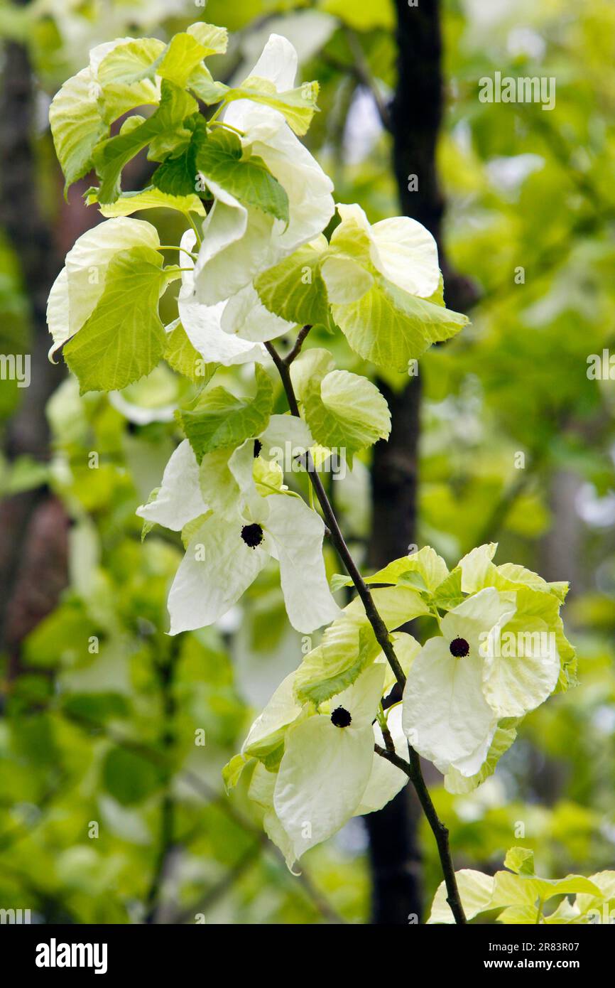 Handkerchief Tree (Davidia involucrata), Ghost Tree, Nyssaceae Stock ...