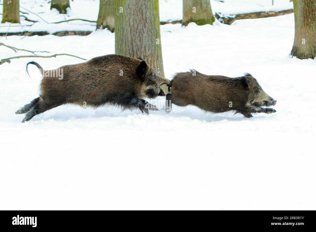 Wild Boar (Sus scrofa) chasing each other, side Stock Photo - Alamy