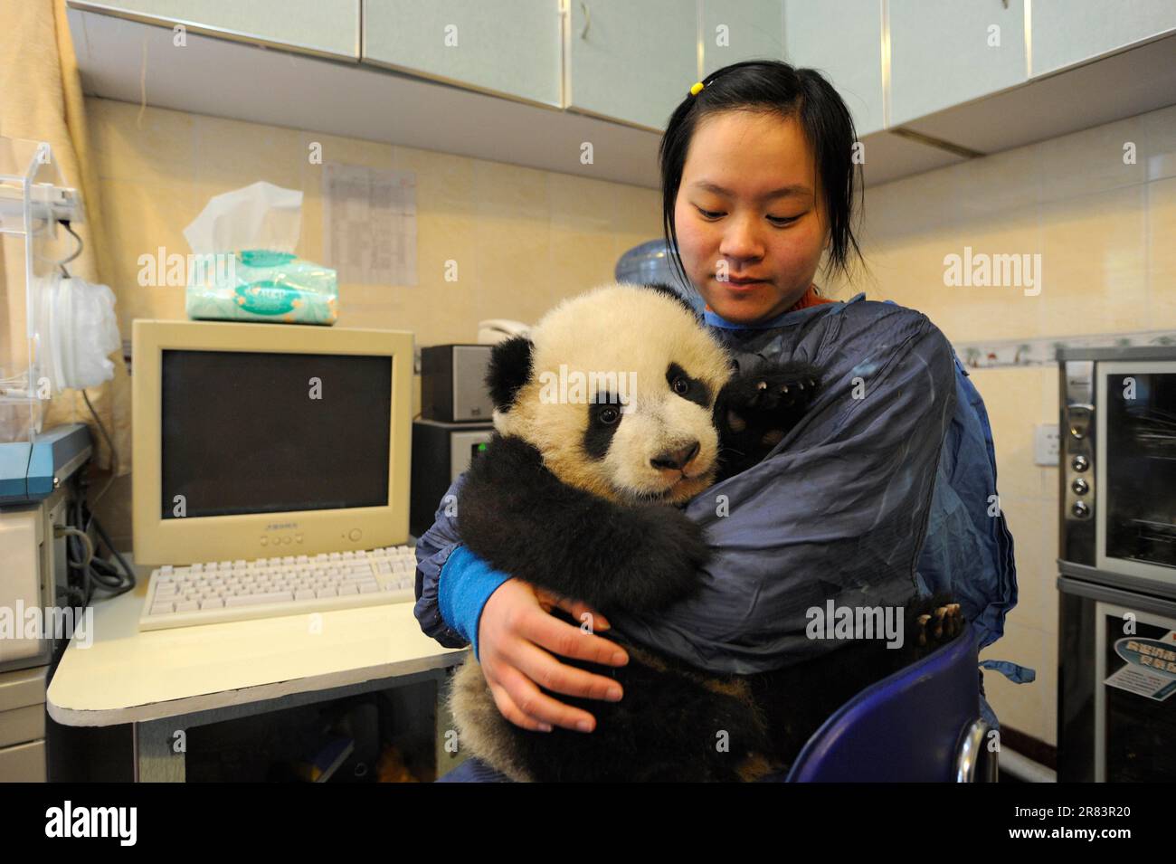 Animal keeper and Giant Panda (Ailuropoda melanoleuca), 5 months, panda ...