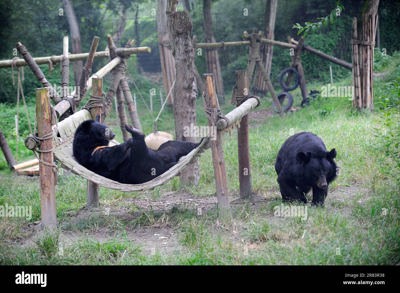 Asian black bears (Ursus thibetanus), Animal Asia Foundation sanctuary ...